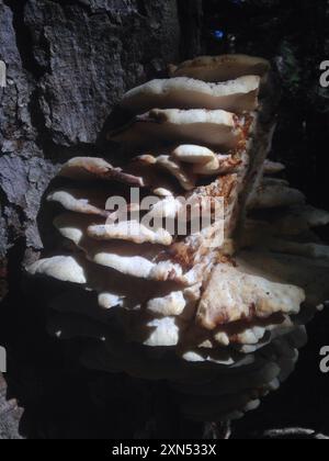 Northern Tooth (Climacodon septentrionalis) Fungi Stock Photo - Alamy