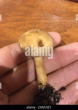 Mulch Fieldcap (Agrocybe putaminum) Fungi Stock Photo - Alamy
