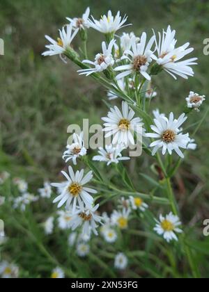northern bog aster (Symphyotrichum boreale Stock Photo - Alamy
