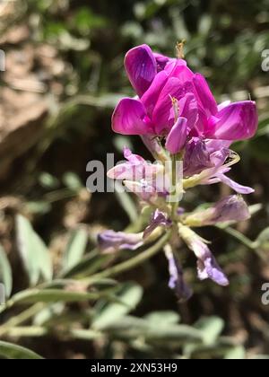 Boreal Sweet-vetch (Hedysarum boreale) Plantae Stock Photo - Alamy