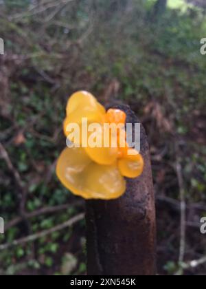 golden ear (Naematelia aurantia) Fungi Stock Photo - Alamy