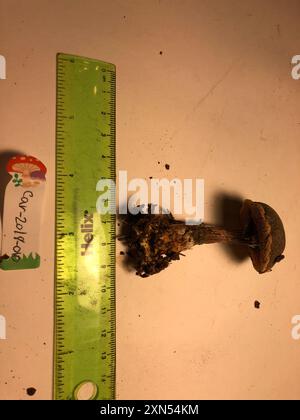 Zeller's bolete (Xerocomellus zelleri) Fungi Stock Photo - Alamy