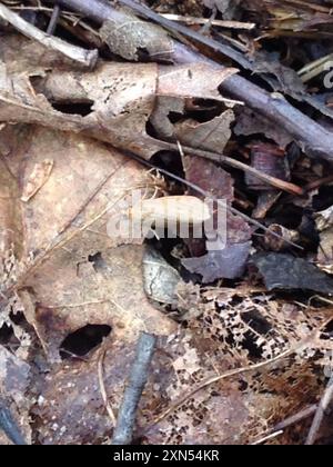 Virbia Moths (Virbia) Insecta Stock Photo - Alamy