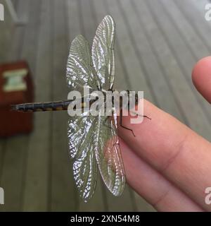 Common Baskettail (Epitheca cynosura), Insecta, Kenora, ON P0V, Canada ...