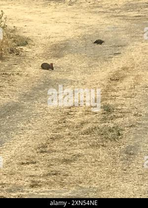 Brush Rabbit (Sylvilagus bachmani) Mammalia Stock Photo - Alamy