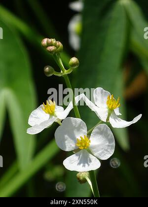 Chinese Arrowhead (Sagittaria trifolia) Plantae Stock Photo - Alamy
