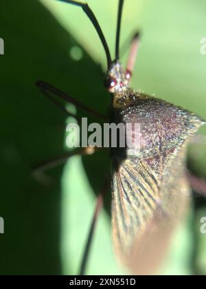 Spine-headed Bugs (Acanthocephala) Insecta Stock Photo - Alamy