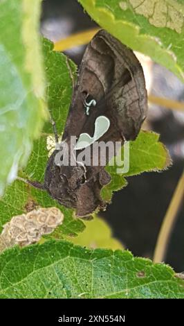 Bilobed Looper Moth (Megalographa biloba) Insecta Stock Photo - Alamy