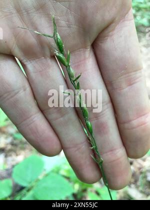 White-grained Mountain-ricegrass (Oryzopsis asperifolia) Plantae Stock ...