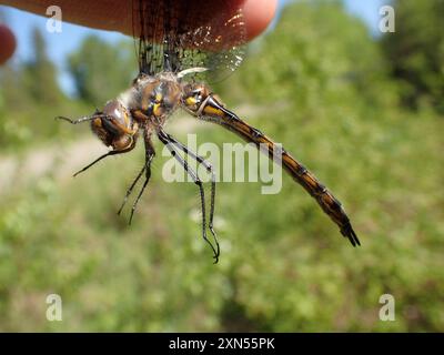 Spiny Baskettail (Epitheca spinigera) Insecta Stock Photo - Alamy