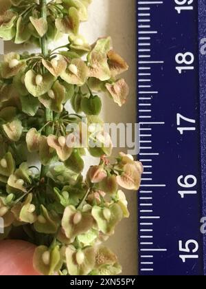 Patience Dock (Rumex patientia) Plantae Stock Photo - Alamy