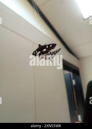 Grape Leaffolder Moth (Desmia funeralis) Insecta Stock Photo - Alamy