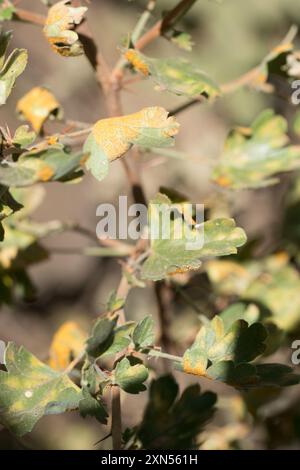 white pine blister rust (Cronartium ribicola) Fungi Stock Photo - Alamy