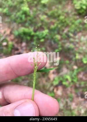 variable witchgrass (Dichanthelium commutatum) Plantae Stock Photo - Alamy