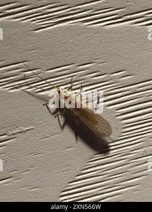 Common Stoneflies (Perlidae) Insecta Stock Photo - Alamy