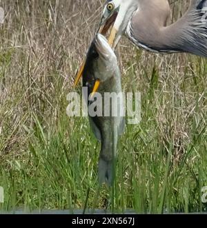 Largemouth Bass (Micropterus nigricans) Actinopterygii Stock Photo - Alamy