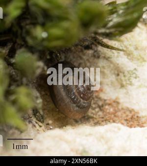Rocksnail (Pyramidula rupestris) Mollusca Stock Photo - Alamy