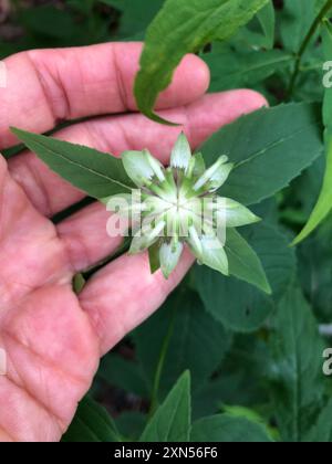 white bergamot (Monarda clinopodia) Plantae Stock Photo - Alamy