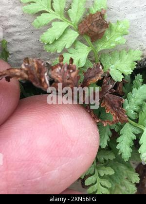 Mackay's Fragile Fern (Cystopteris tenuis) Plantae Stock Photo - Alamy
