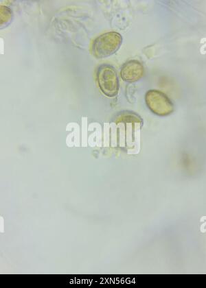 gassy webcap (Cortinarius traganus) Fungi Stock Photo - Alamy