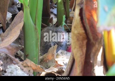 California Vole (Microtus californicus) Mammalia Stock Photo - Alamy