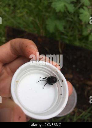 Black Cobweb Spider (Steatoda capensis) Arachnida Stock Photo - Alamy