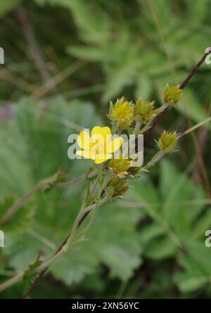 spreading avens (Geum radiatum) Plantae Stock Photo - Alamy