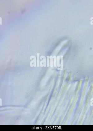(Calycina lactea) Fungi Stock Photo - Alamy