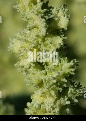 Cattle Saltbush (Atriplex polycarpa) Plantae Stock Photo - Alamy