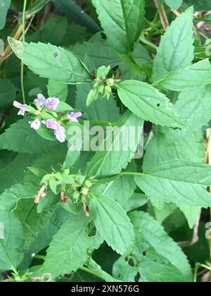 smooth hedgenettle (Stachys tenuifolia) Plantae Stock Photo - Alamy