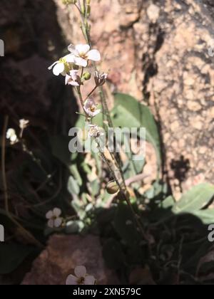 white bladderpod (Physaria purpurea) Plantae Stock Photo - Alamy