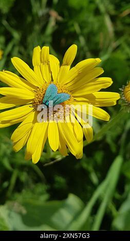 Forester Moths (Procridinae) Insecta Stock Photo - Alamy