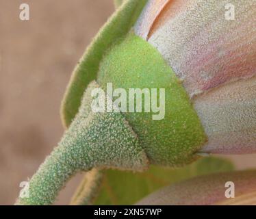 chewing gum tree (Thespesia garckeana) Plantae Stock Photo - Alamy