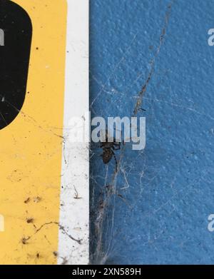 Black House Spider (Badumna insignis), a venomous Australian spider in ...