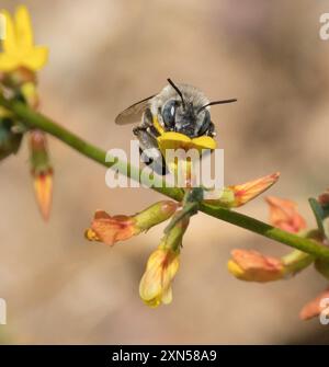 Common Digger Bees (Anthophora), Insecta, Westwood, Los Angeles, CA ...