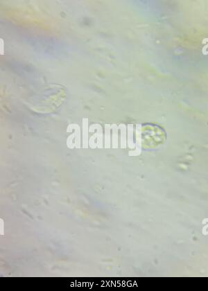 (Mycena robusta) Fungi Stock Photo - Alamy