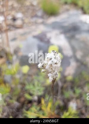Cutleaf Anemone (Anemone multifida) Plantae Stock Photo - Alamy
