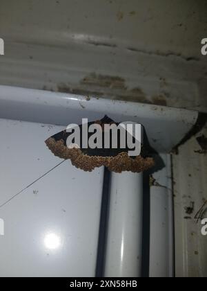 Horrid Zale Moth (Zale horrida) Insecta Stock Photo - Alamy