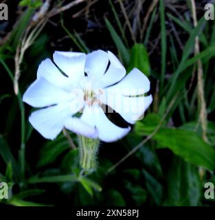 African dream root (Silene undulata) Plantae Stock Photo - Alamy