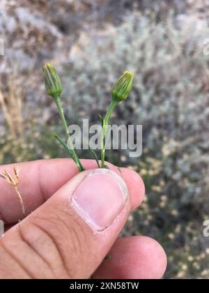 Trans-Pecos Poreleaf (Porophyllum scoparium) Plantae Stock Photo - Alamy