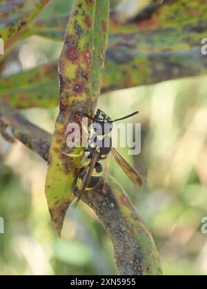 European tube wasp (Ancistrocerus gazella) Insecta Stock Photo - Alamy