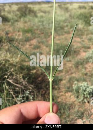 Narrowleaf Four o'Clock (Mirabilis linearis) Plantae Stock Photo - Alamy
