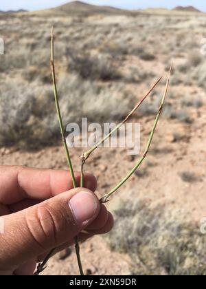 longleaf ephedra (Ephedra trifurca) Plantae Stock Photo - Alamy