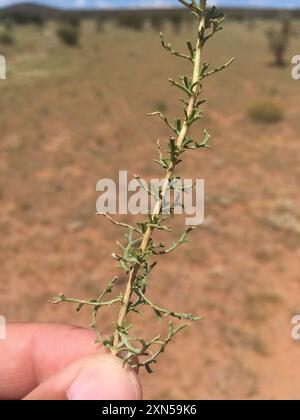 burroweed (Isocoma tenuisecta) Plantae Stock Photo - Alamy