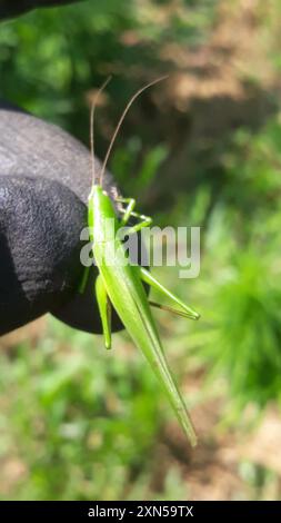 Large Conehead (Ruspolia nitidula) Insecta Stock Photo - Alamy