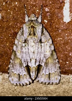 Ochre Dagger (Acronicta morula) Insecta Stock Photo - Alamy