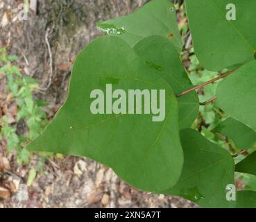 Coral Bean (Erythrina herbacea) Plantae Stock Photo - Alamy