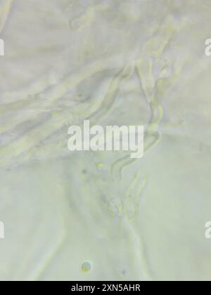 (Poriella subacida) Fungi Stock Photo - Alamy