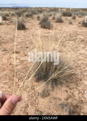 Purple Threeawn (Aristida purpurea) Plantae Stock Photo - Alamy