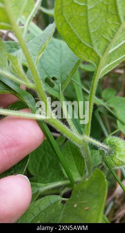 clammy groundcherry (Physalis heterophylla) Plantae Stock Photo - Alamy